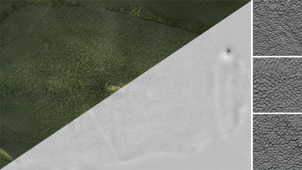 Stingray skin #01 – Texturing.xyz