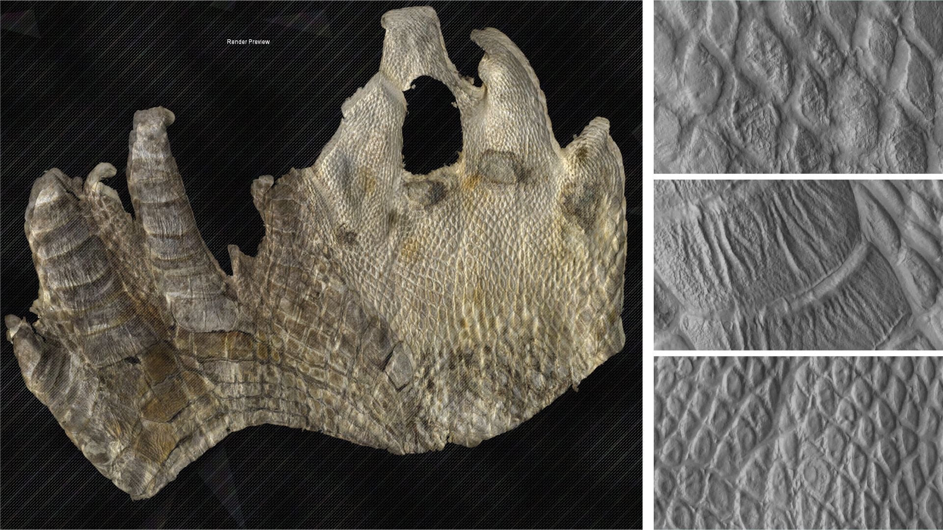 Alligator foot #01 – Texturing.xyz