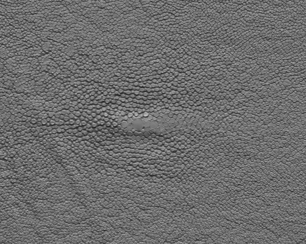 Stingray skin #01 – Texturing.xyz
